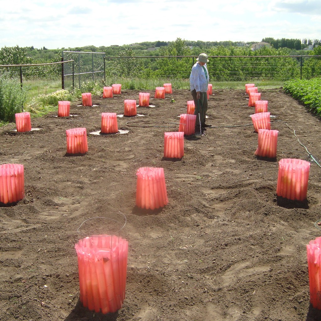 Squash | SPIN-Farming – A New Way to Learn to Farm