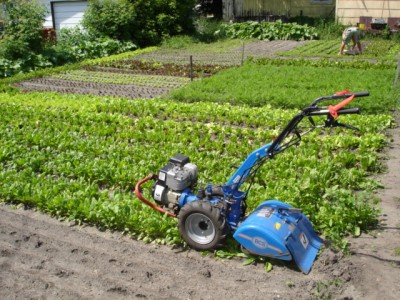 relay cropping | SPIN-Farming – A New Way to Learn to Farm