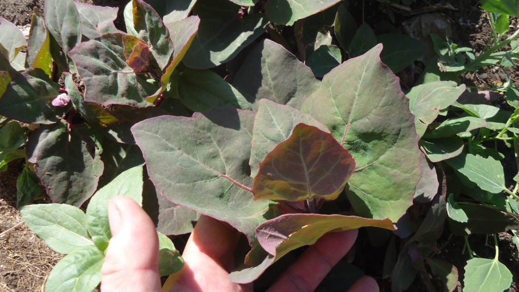 orach | SPIN-Farming – A New Way to Learn to Farm